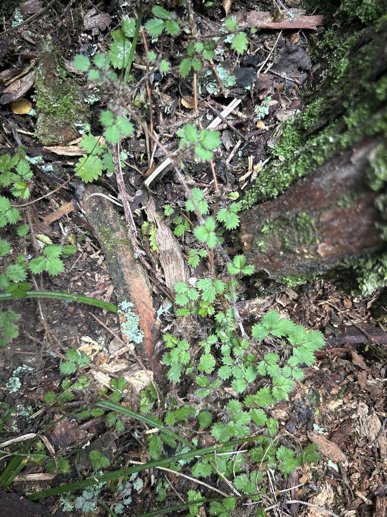 Acaena juvenca from Christchurch including Banks Peninsula, NZ-CA, NZ ...