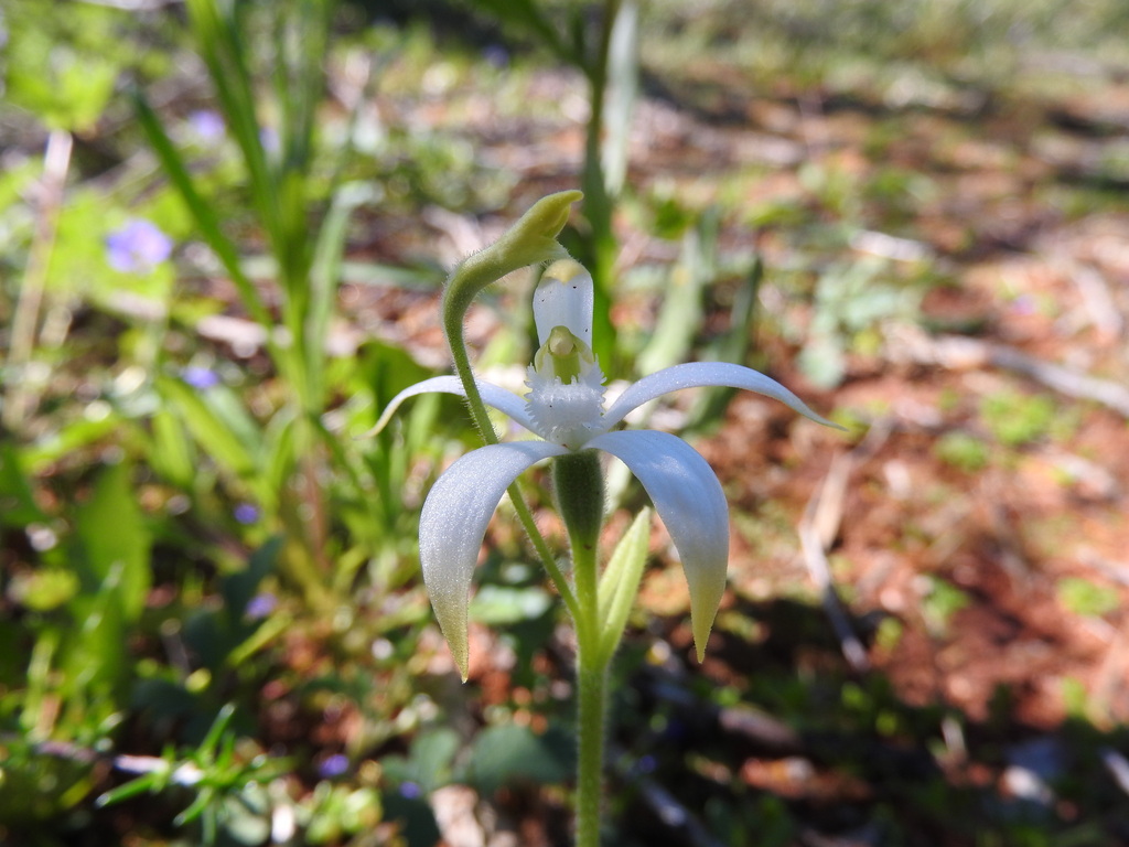 Candy orchid from Rothsay WA 6620, Australia on August 13, 2021 at 11: ...