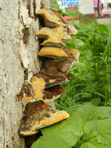 Xanthoporia radiata · iNaturalist