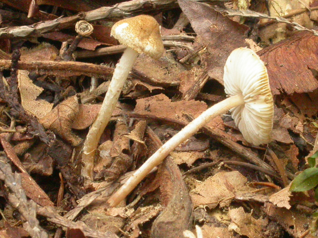 Lepiota pilodes from Whatcom County, WA, USA on September 13, 2006 at ...