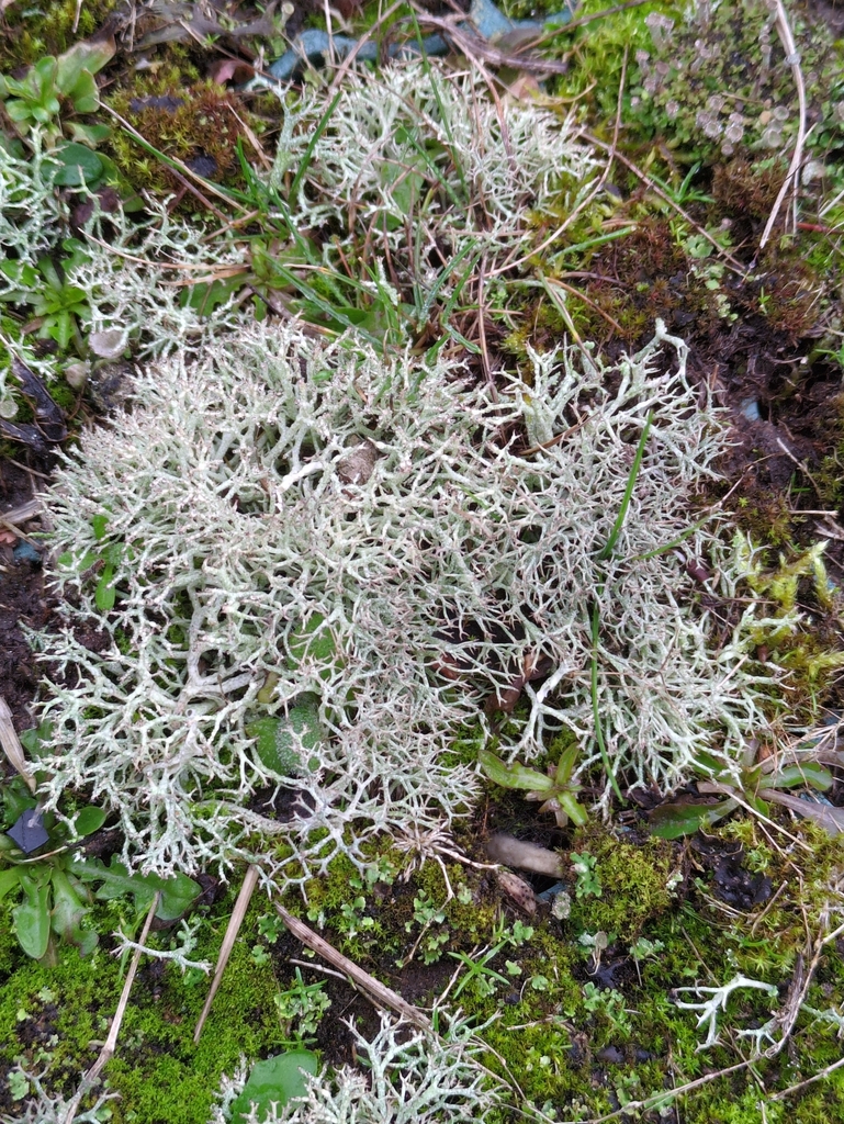 Cladonia rangiformis from Tesco, Askham Bar, York YO24 1LW, UK on ...