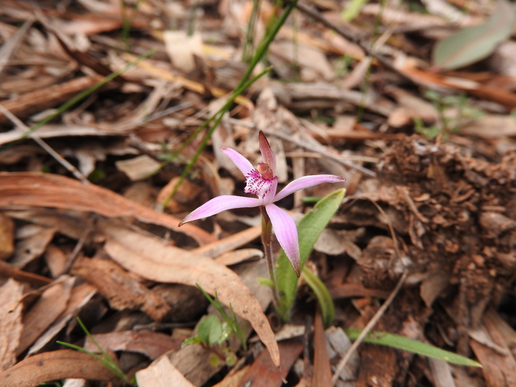 Pink candy orchid from Williams WA 6391, Australia on September 10 ...