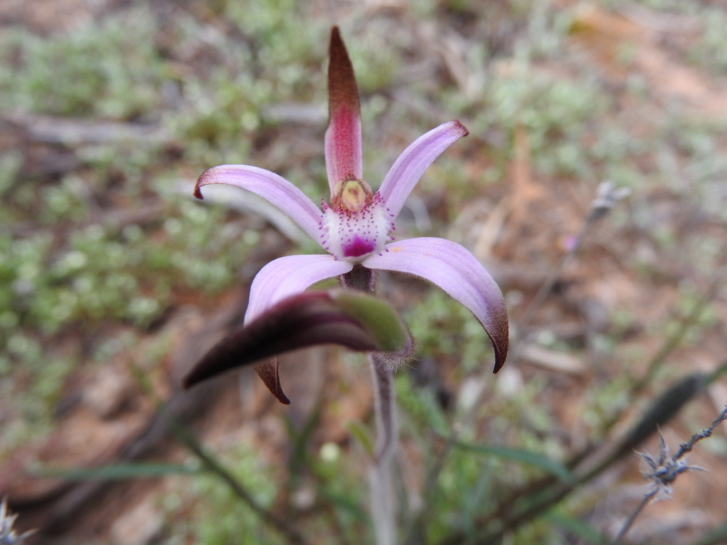 Pink candy orchid from Jilakin WA 6365, Australia on August 20, 2021 by ...