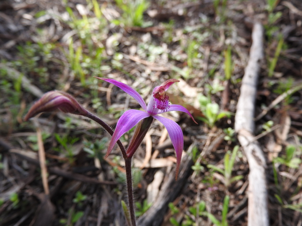 Pink candy orchid from Wongan Hills WA 6603, Australia on August 21 ...