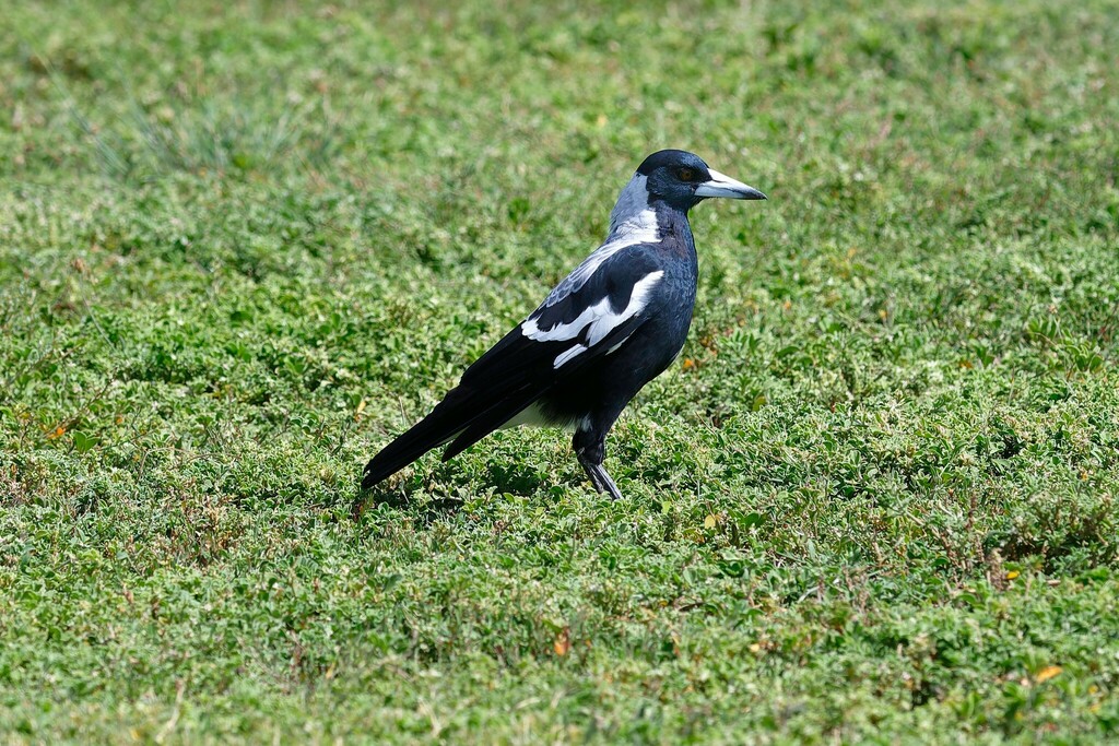 Australian Magpie from Corio - Inner, VI, AU on February 23, 2025 at 03 ...