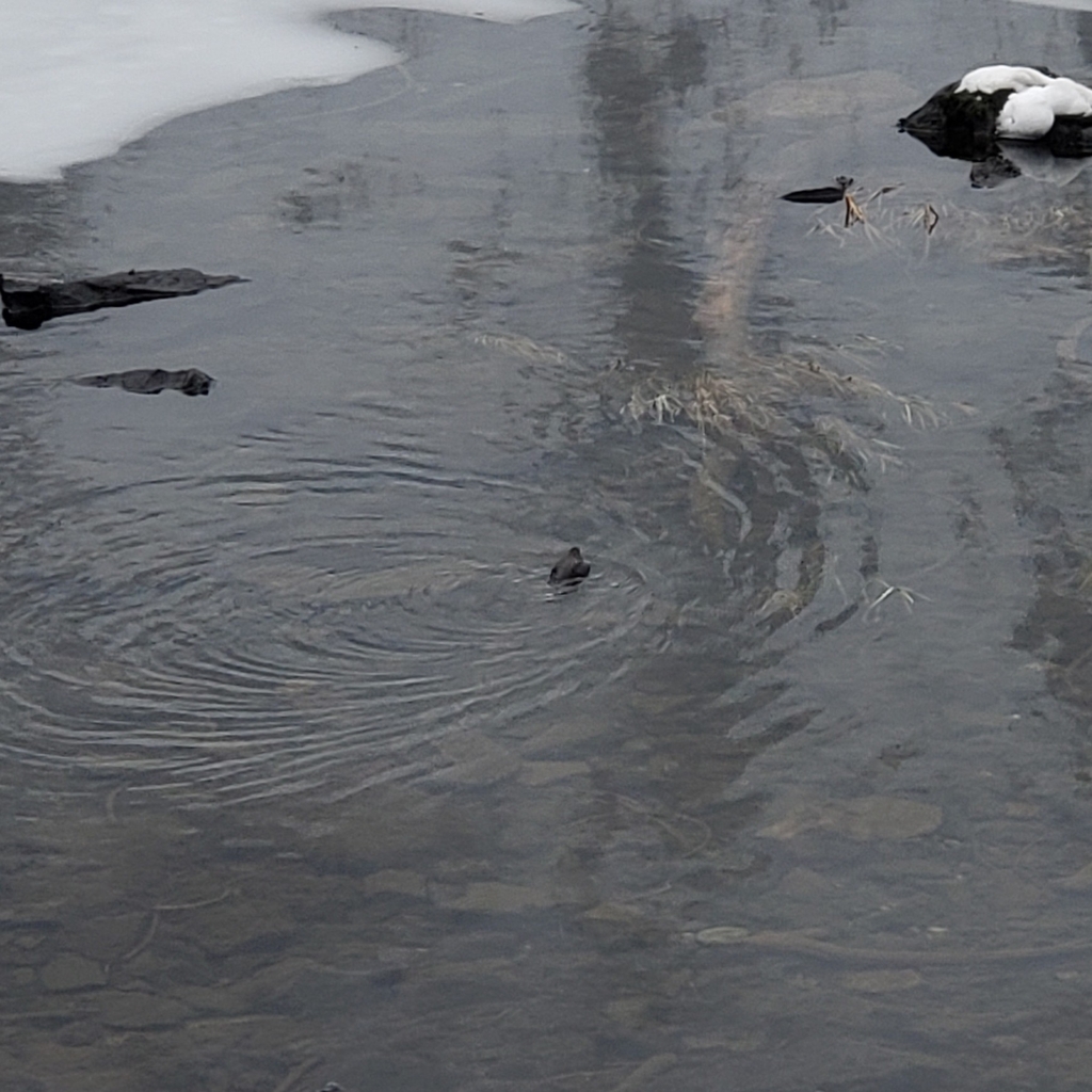 American Dipper from Granite Falls, WA 98252, USA on February 17, 2025 ...