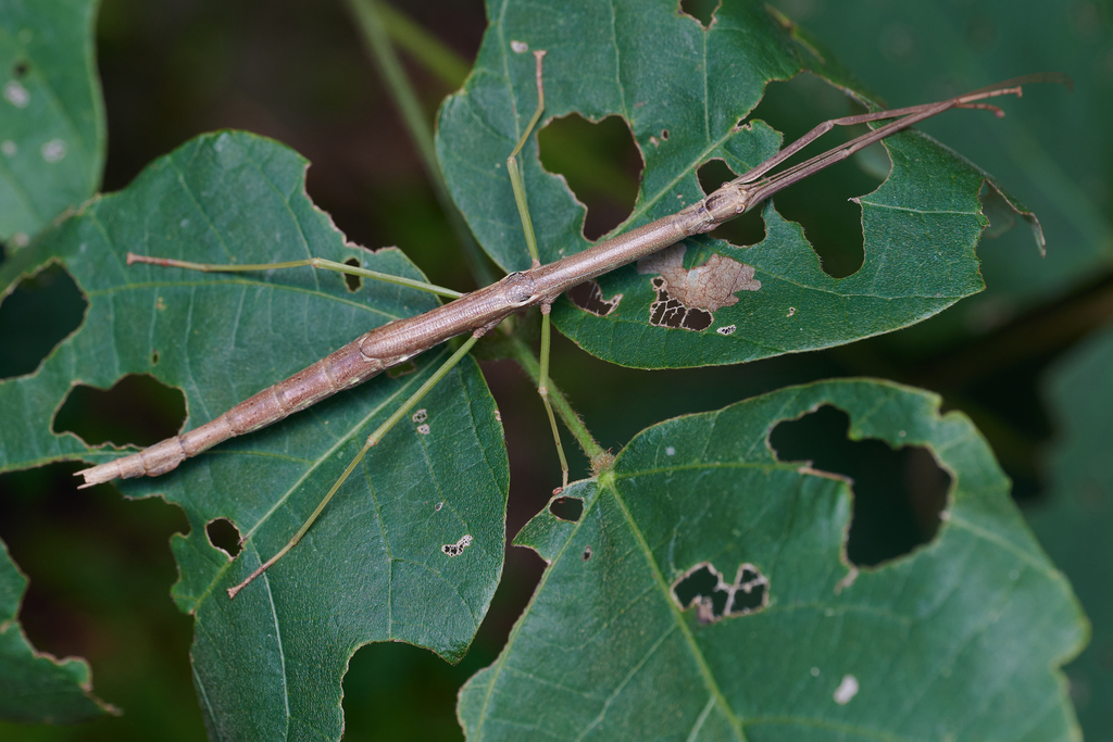 Sinophasma from 中国浙江省杭州市临安区顺溪坞 邮政编码: 311323 on September 05, 2024 at 03 ...