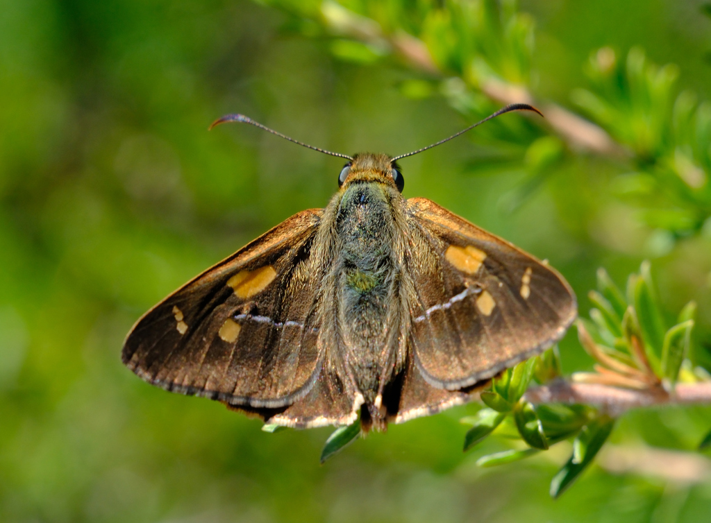 Flame Sedge-skipper from Wilsons Promontory VIC 3960, Australia on ...