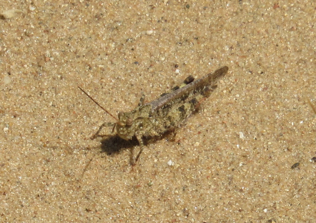 Mottled Sand Grasshopper from Iroquois County, IL, USA on August 4 ...
