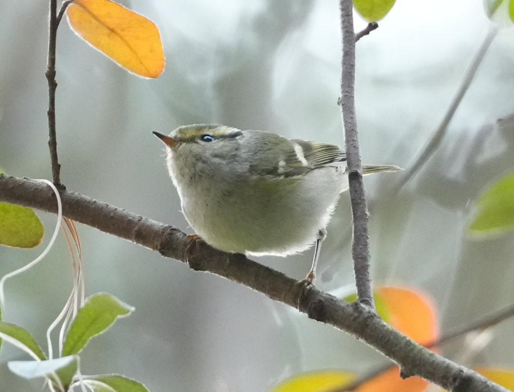 Pallas's Leaf Warbler from Kun Ming Zhi Wu Yuan, Pan Long Qu, Kun Ming ...