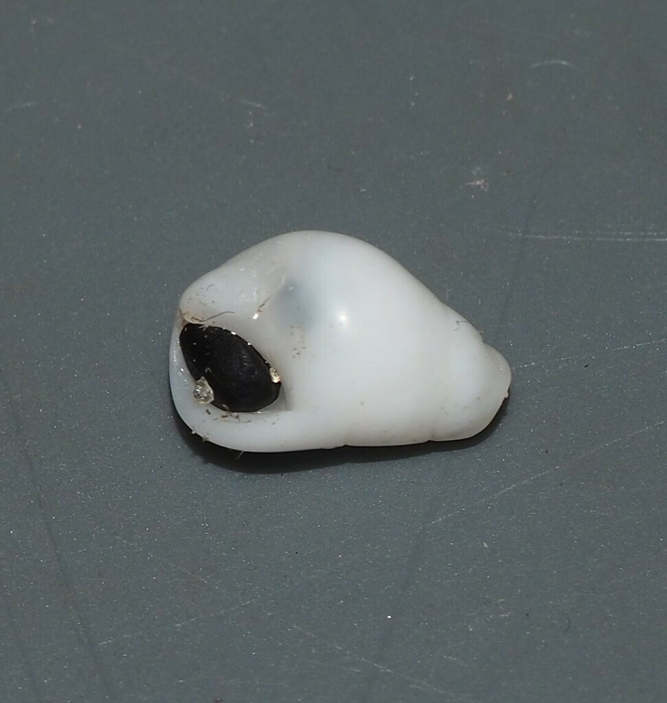 yellow-coated clusterwink from Newcastle NSW, Australia on February 23 ...