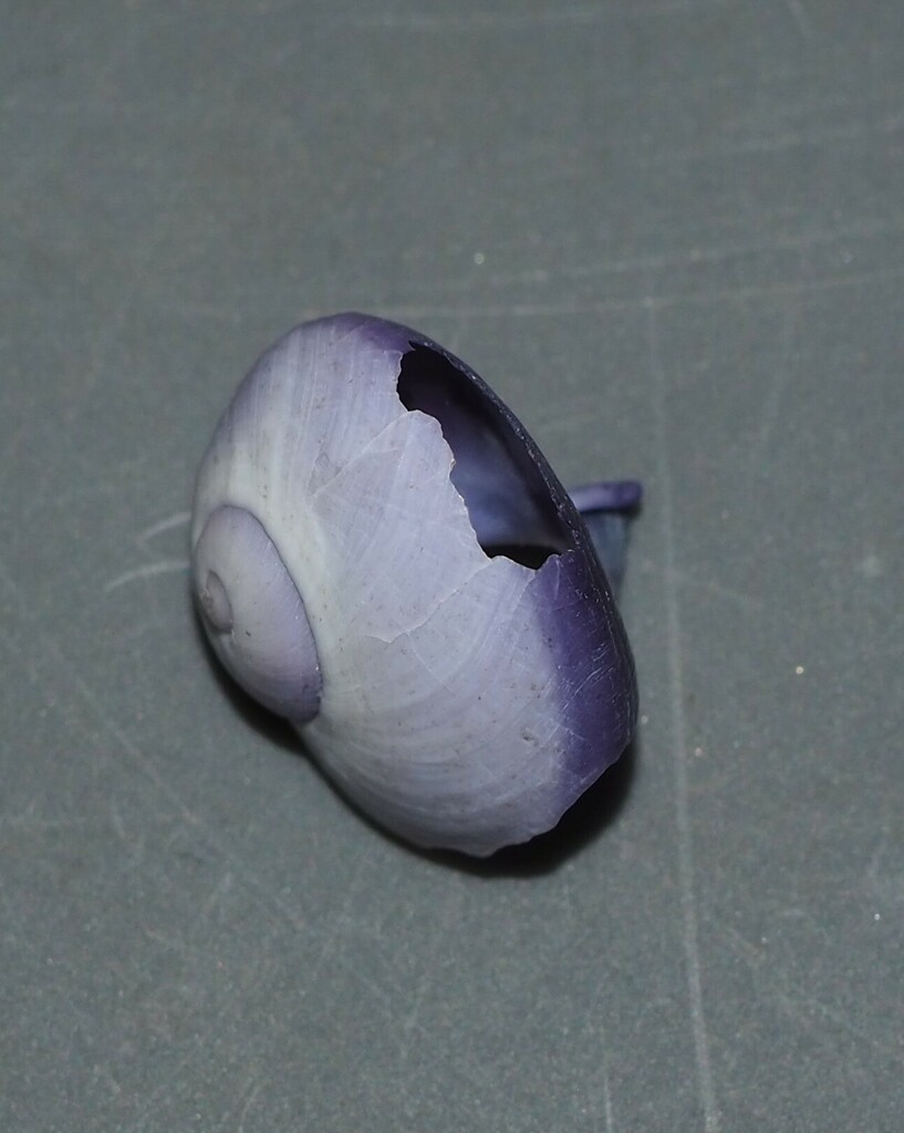 Violet Sea Snail from Newcastle NSW, Australia on February 23, 2025 at ...