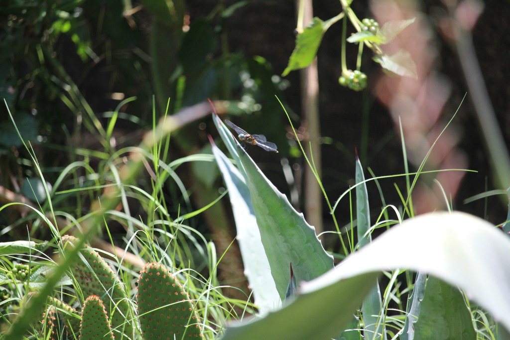 Phantom Flutterer from Carletonville, 2499, South Africa on February 23 ...