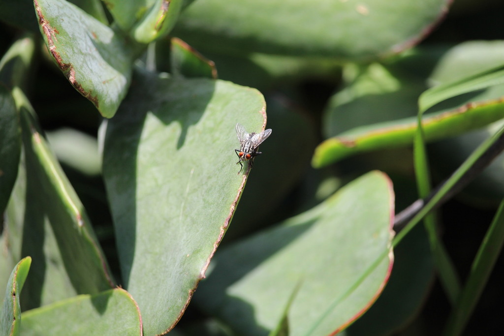 Exorista from Carletonville, 2499, South Africa on February 23, 2025 by ...