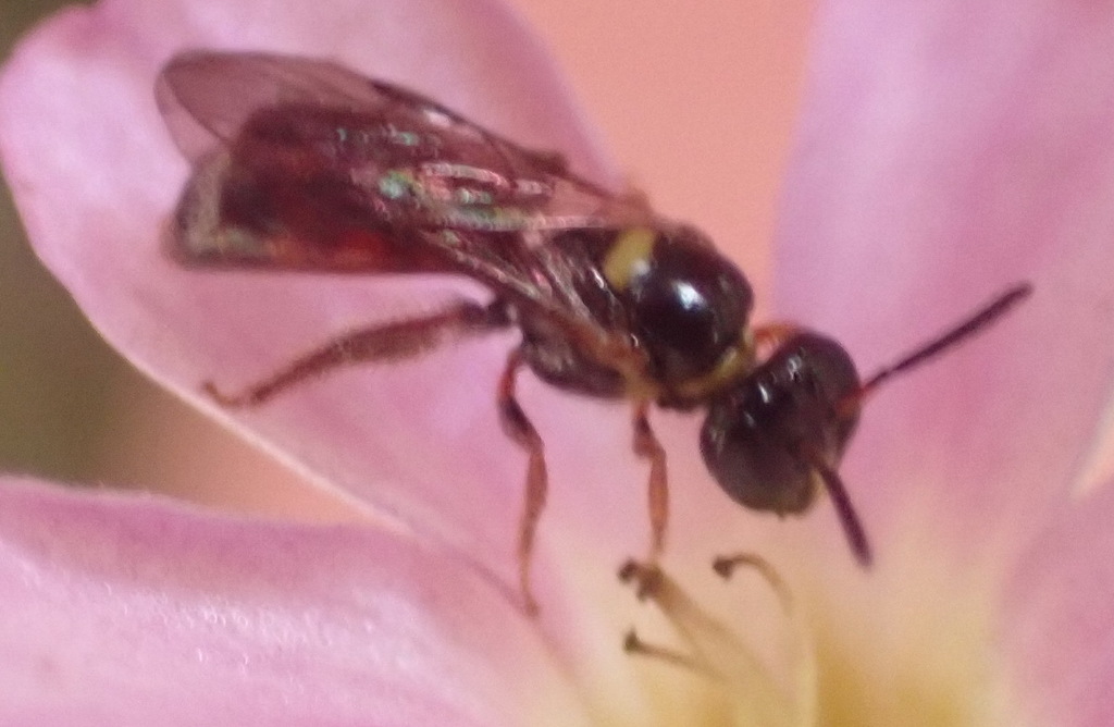 Variegated Reed bee from Brown Hooded Kingfisher Trail, Wilderness ...