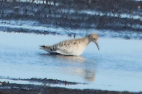 Ruff from Island County, WA, USA on May 4, 2019 at 07:25 PM by Isaiah ...