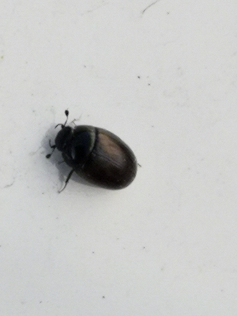 Sphaeridiinae from 58708 Menden (Sauerland), Deutschland on February 23 ...