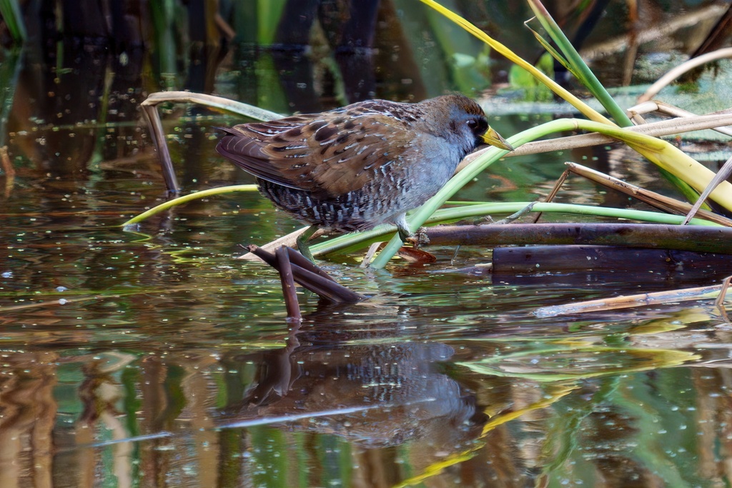 Sora from Plaquemines Parish, LA, USA on February 22, 2025 at 08:10 AM ...