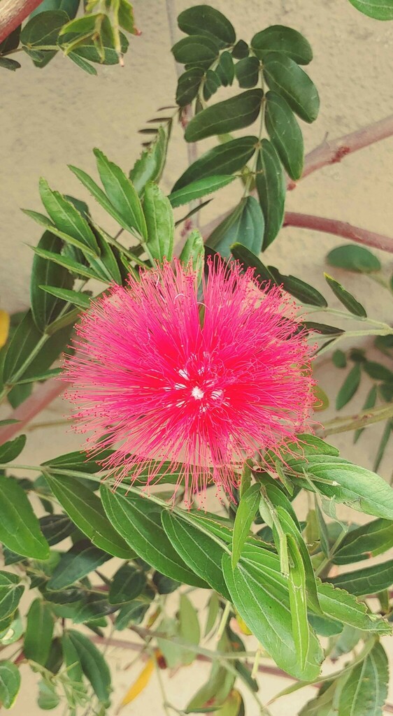 scarlet powder-puff from Palm Desert, CA, USA on February 23, 2025 at ...