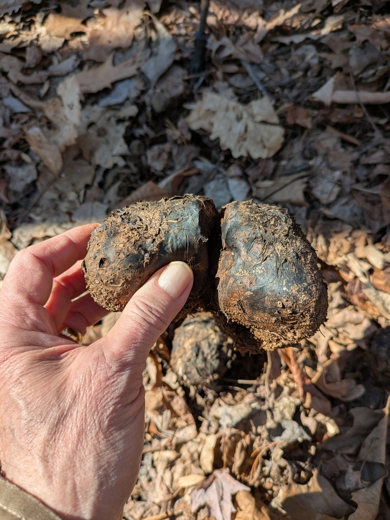 Dead Man's Foot from Nellysford, VA, USA on February 23, 2025 at 10:50 ...