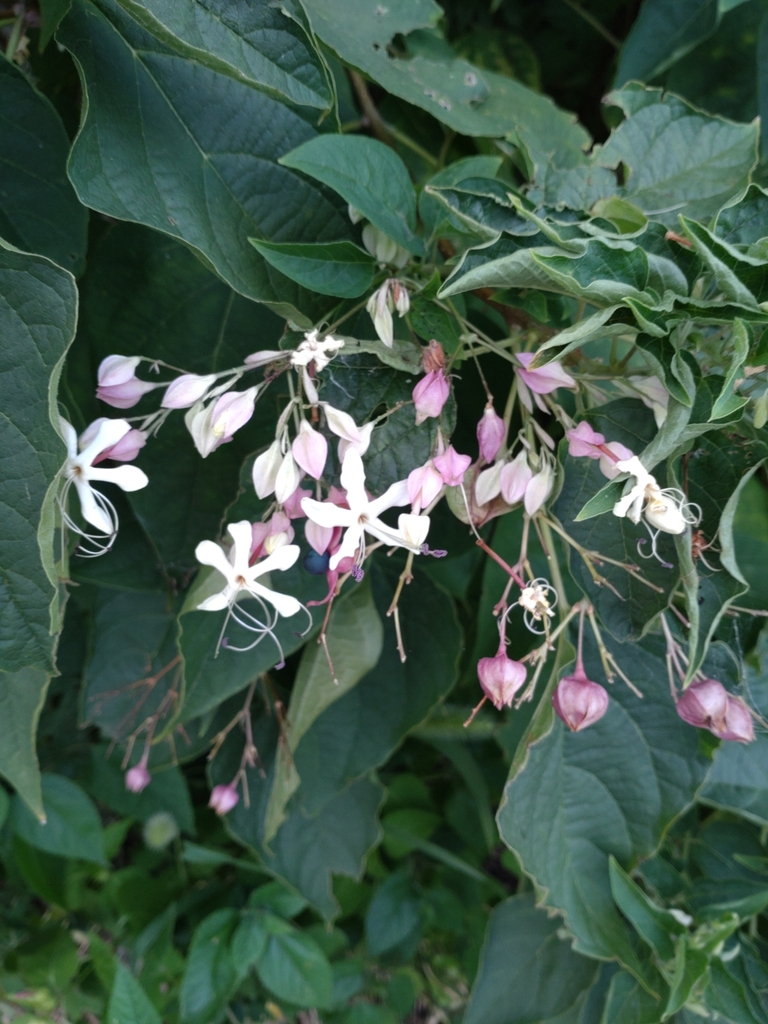 Harlequin glorybower from 日本、〒591-8022 大阪府堺市北区金岡町2509 on September 18, 2023 at 04:39 PM by はる ...