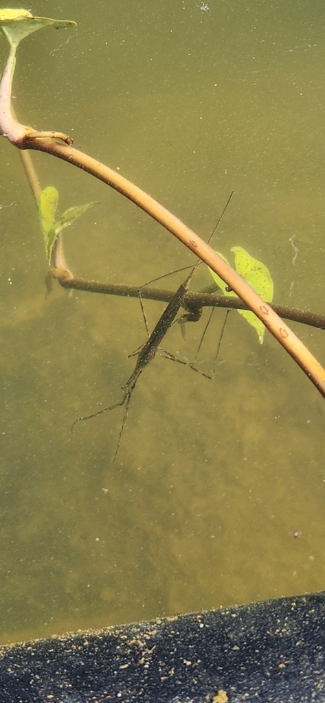 Ranatrinae in February 2025 by Dimitri Eggenberger · iNaturalist