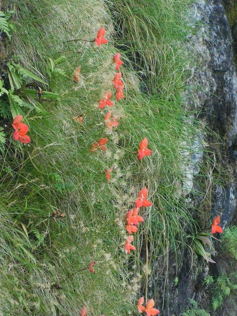 red disa from Tiergat Greyton, 7233, South Africa on February 9, 2025 ...