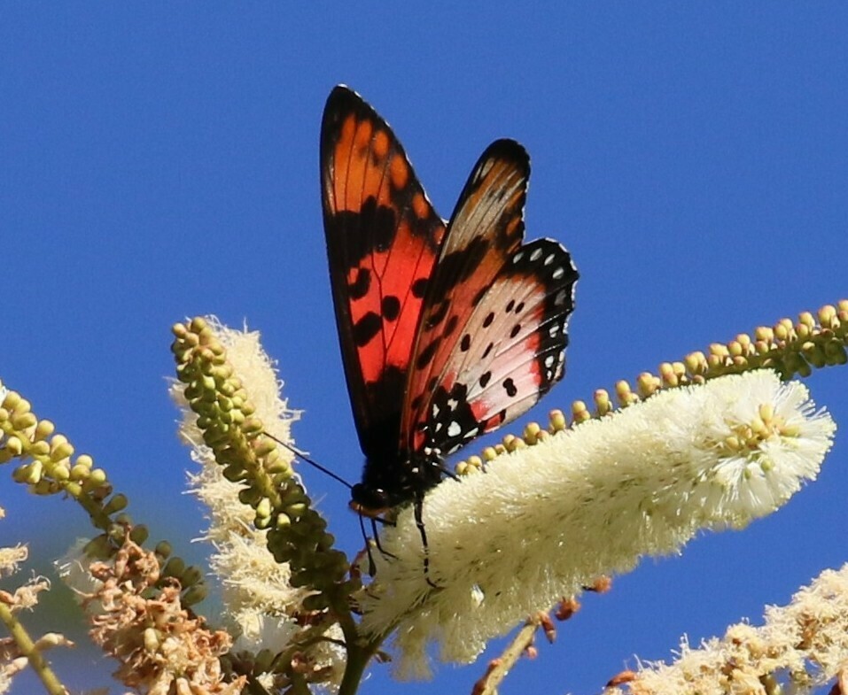 Acara Acraea from Mopani District Municipality, South Africa on January ...