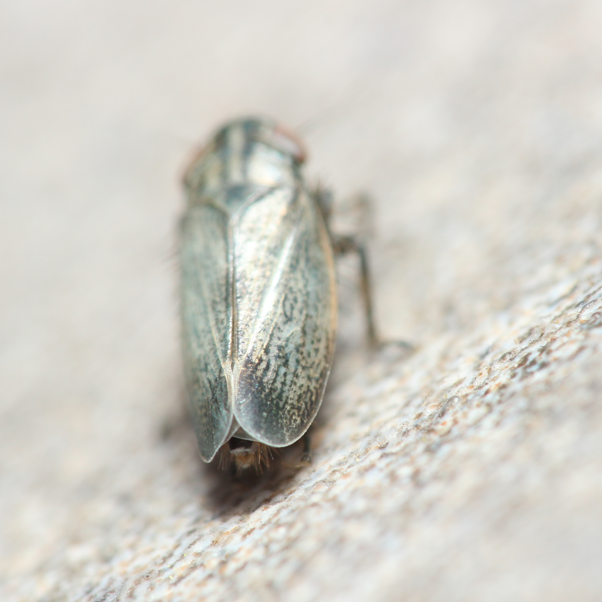 Euscelis incisus | Insect Vectors of Plant Disease