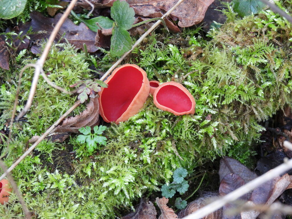 Elf Cups from Norfolk, UK on 23 February, 2025 at 04:48 PM by ...