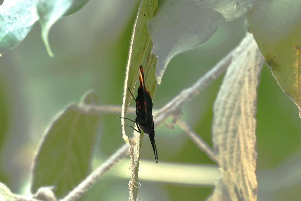 Red-bordered Pixie from Santa María Huatulco, Oax., Mexico on January ...