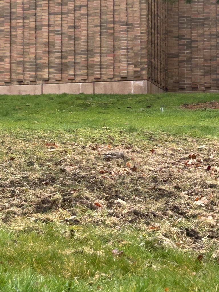 Northern Red-shafted Flicker from University of Washington School of ...