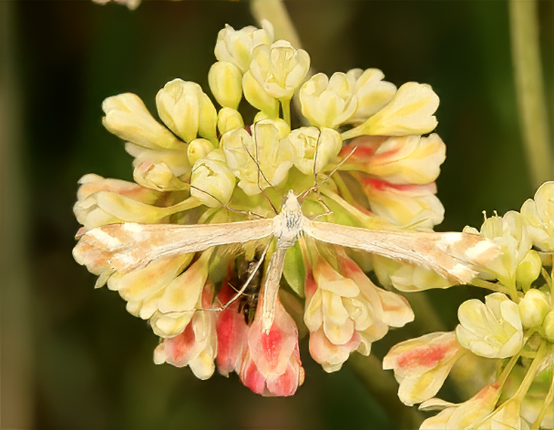 Yarrow Plume Moth from Teton County, WY, USA on June 30, 2012 at 02:58 ...