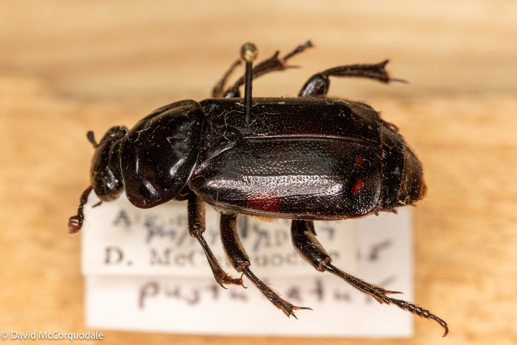 Pustulated Carrion Beetle from Algonquin Provincial Park - West Gate ...