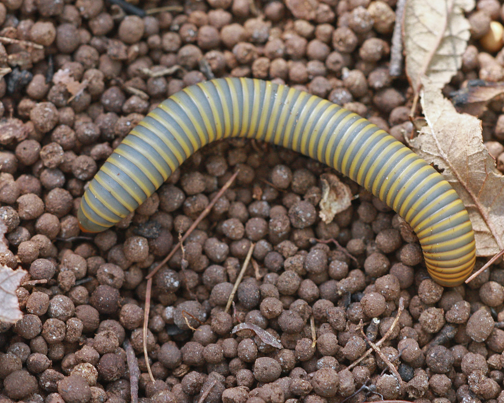 Smokey Oak Millipede from Winter Garden, Florida, United States on ...