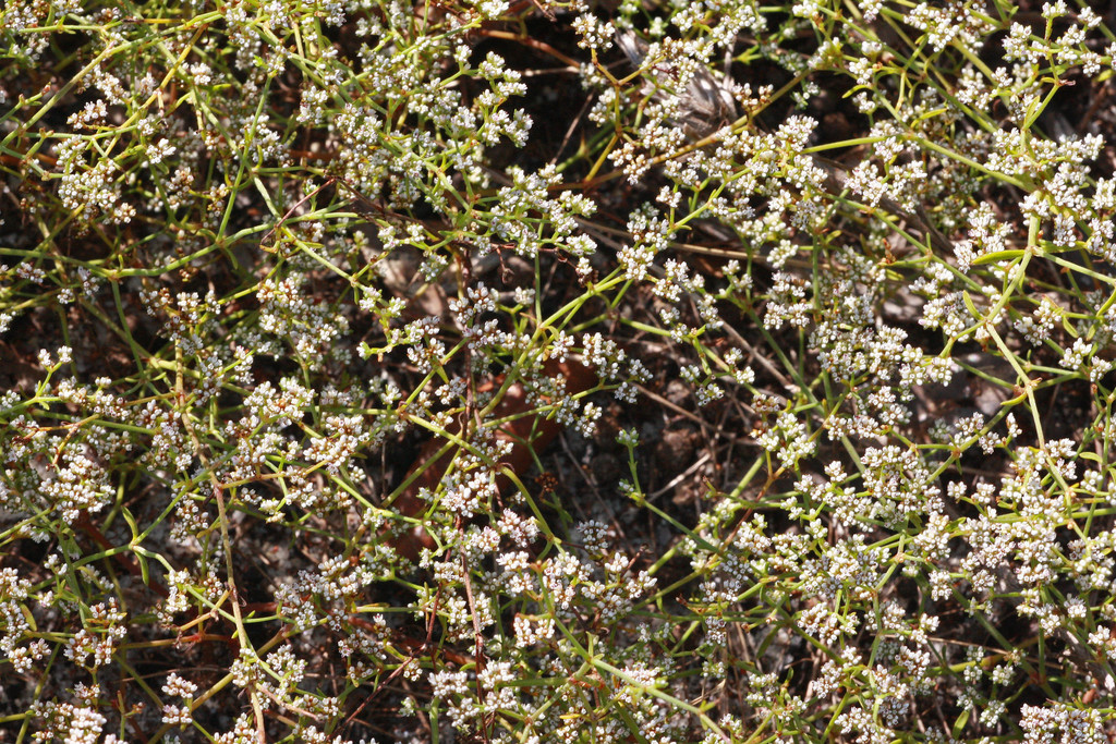 paper nailwort (Paronychia chartacea) - Botanical Realm