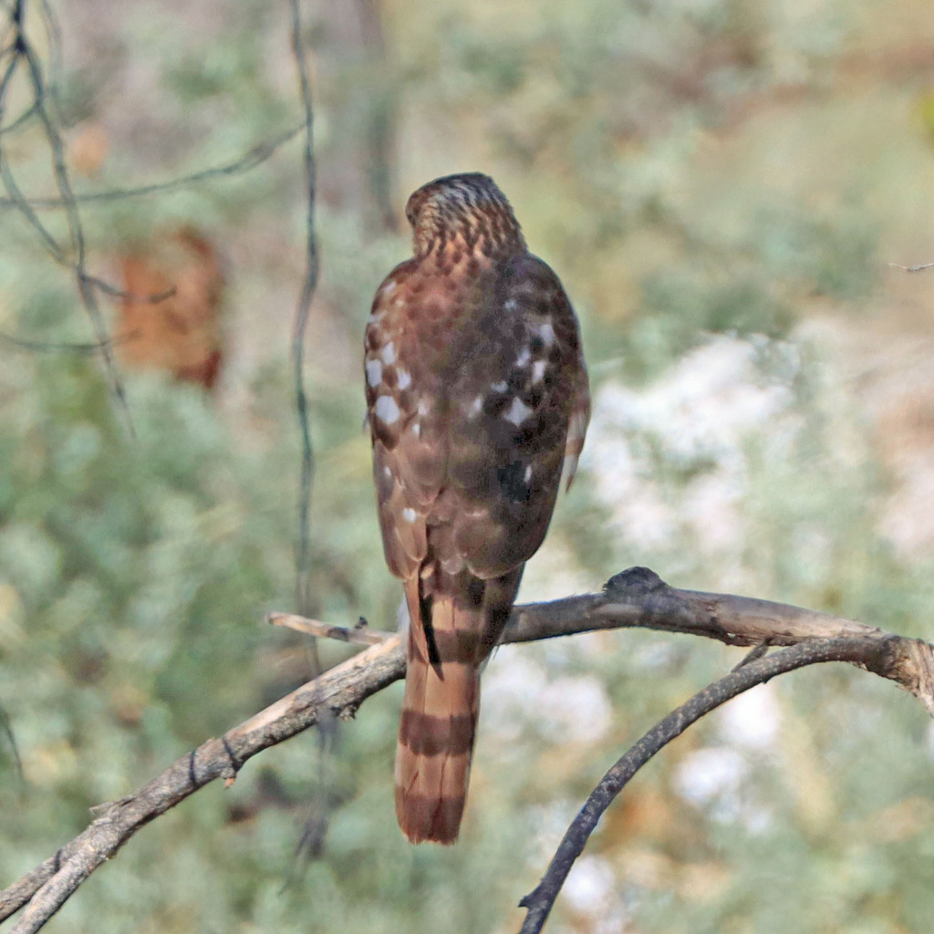Sharp-shinned Hawk from Flowing Wells, Tucson, AZ, USA on February 22 ...