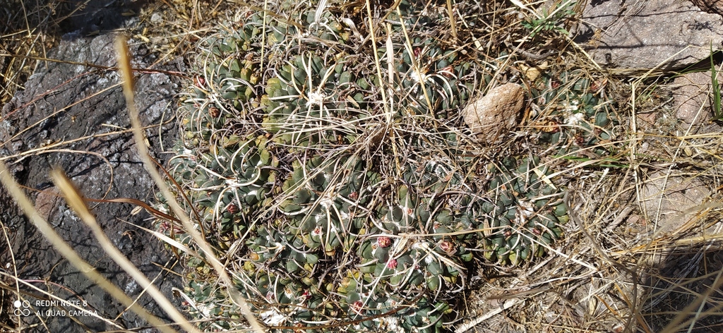 Mexican pincushion cactus from Ecatepec de Morelos, Méx., México on ...