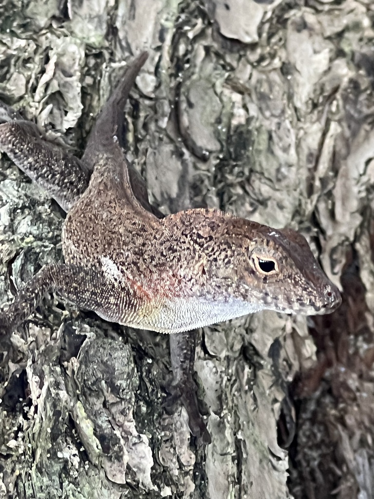 Crested Anole from Puerto Rico, Rincón, PR, US on February 23, 2025 at ...