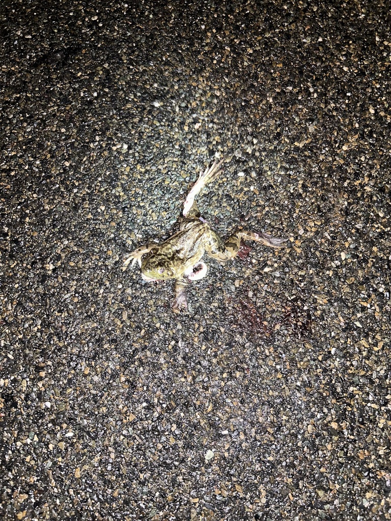 American Bullfrog from Le Grand, CA, US on February 13, 2025 at 10:06 ...