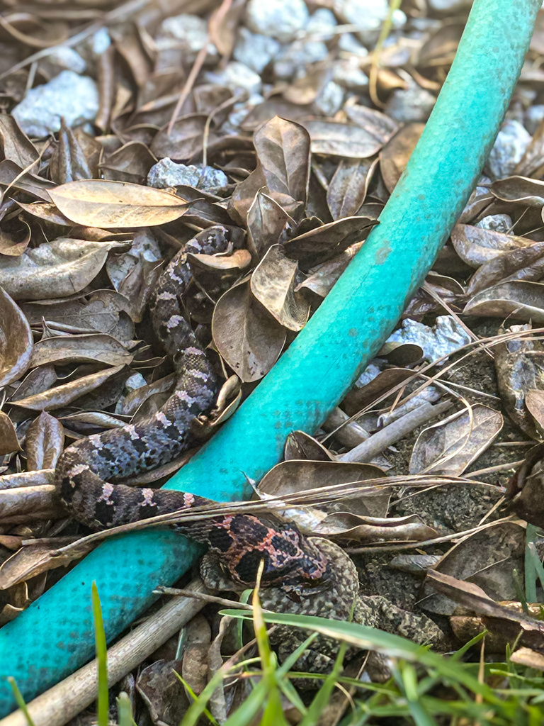 Eastern Hognose Snake from Winnabow, NC, US on September 21, 2024 at 11 ...