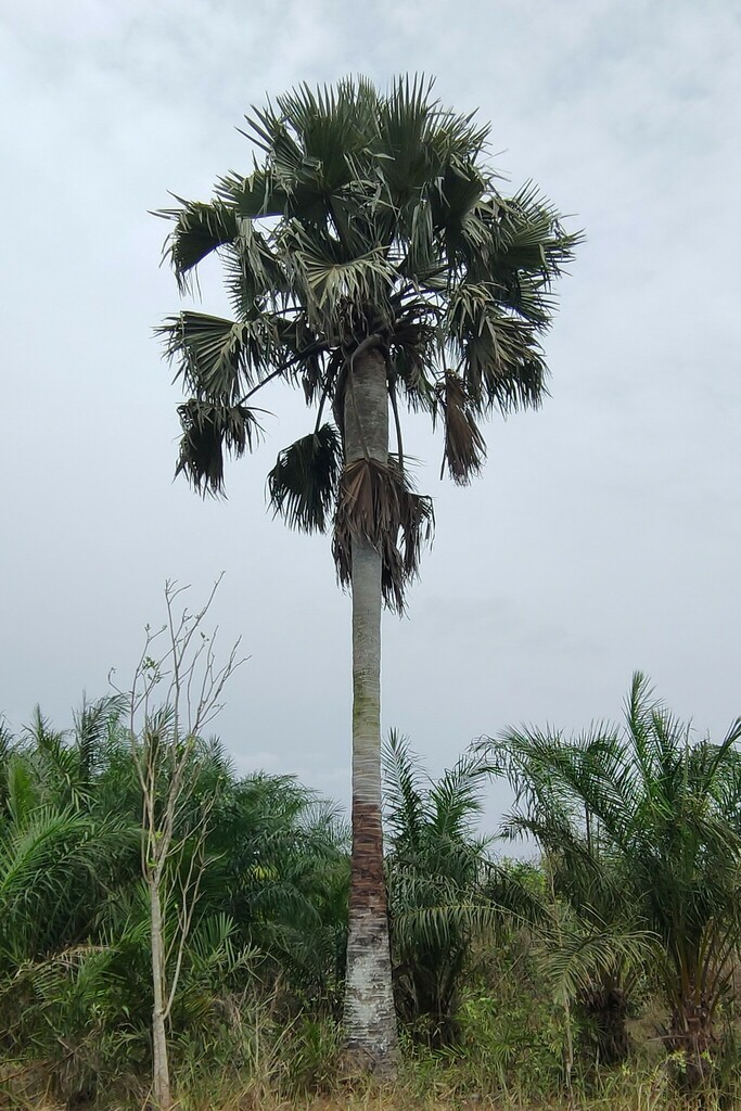 borassus palm from CET AKEPE, Togo on February 23, 2025 at 11:02 AM by ...