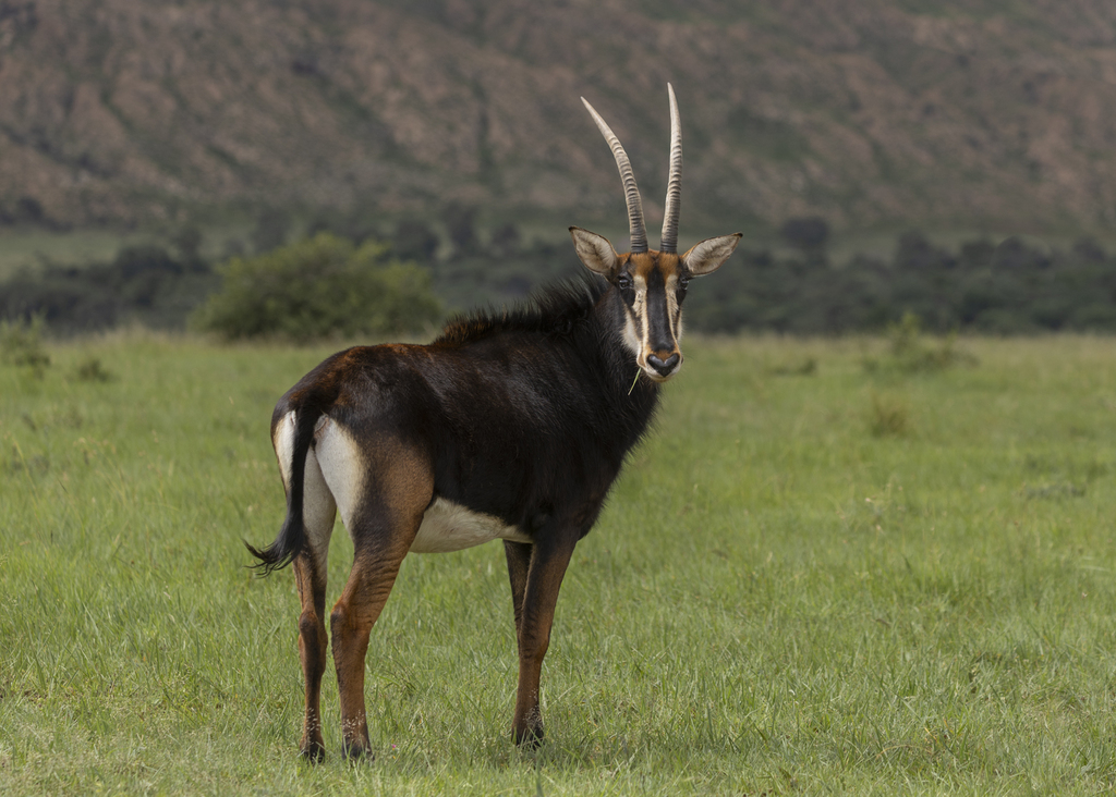 Southern Sable Antelope in February 2025 by Andre Harmse · iNaturalist