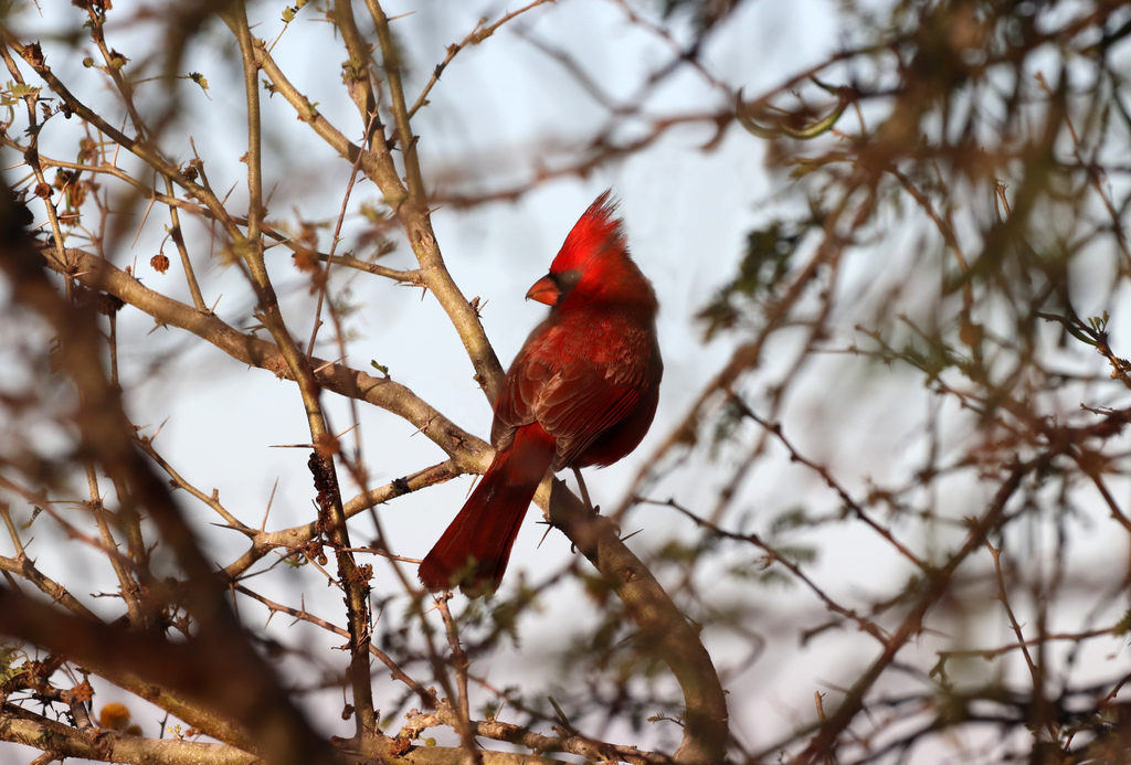 Northern Cardinal from Mazatlán, Sin., México on February 16, 2025 at ...