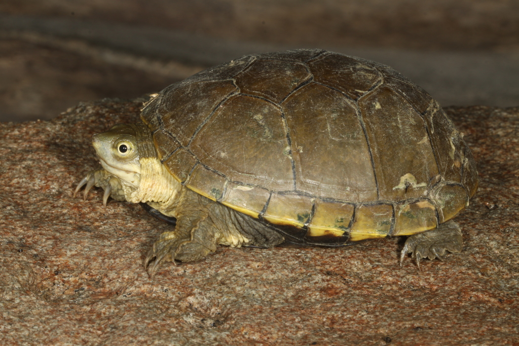 Yellow Mud Turtle from Elephant Mountain WMA, Brewster County, TX, USA ...