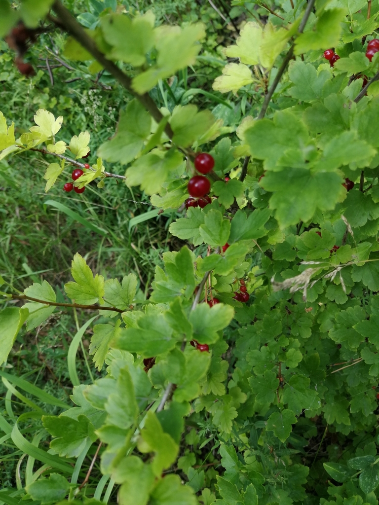 Mountain Currant from Ленинский р-н, Екатеринбург, Свердловская обл ...