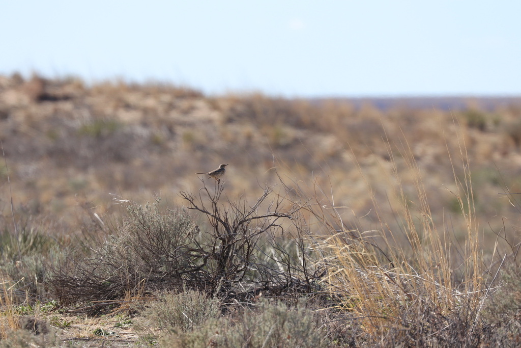 Sage Thrasher in March 2023 by Caleb S · iNaturalist