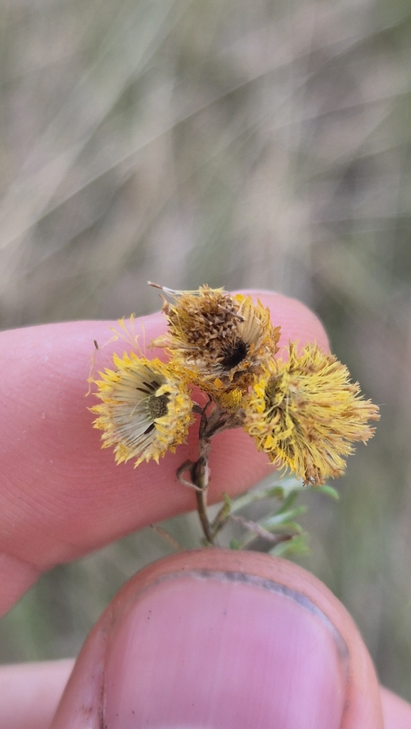clustered everlasting from Kew VIC 3101, Australia on February 24, 2025 ...