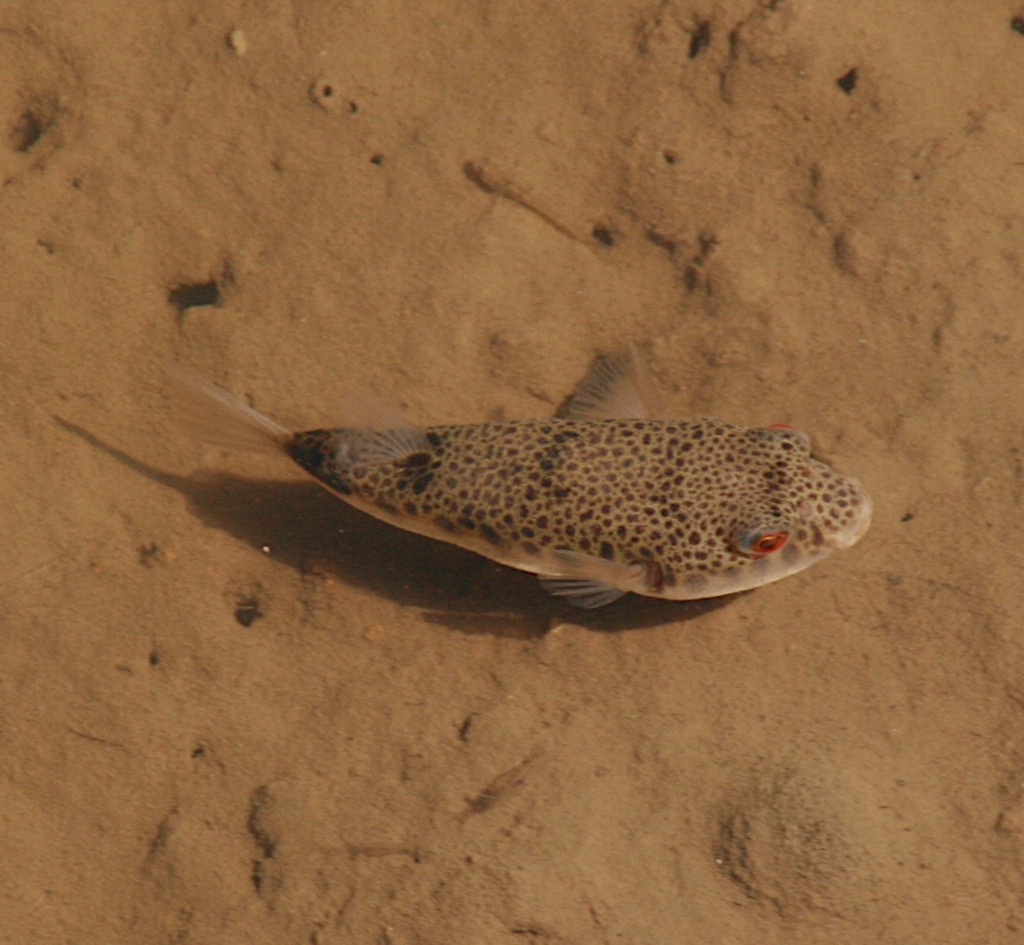Common Toadfish from Lota Boardwalk, Brisbane QLD, Australia on ...