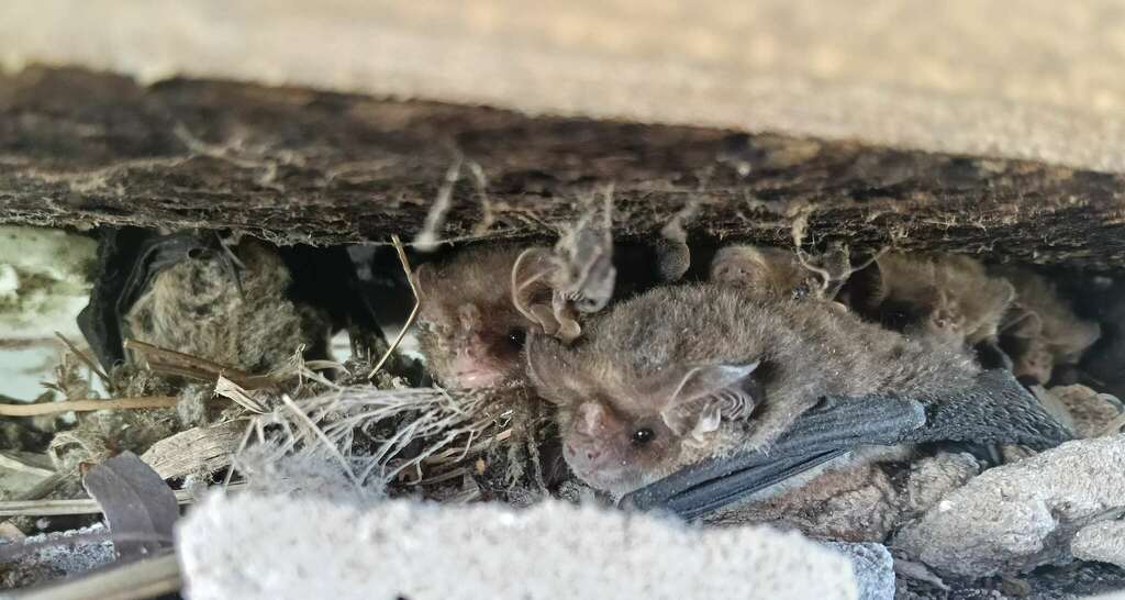 Australian Long-eared Bats from Koo Wee Rup VIC 3981, Australia on ...